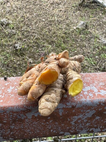 Appreciating Okinawan Turmeric - Devagi Sanmugam